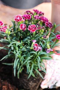 Monrovia Spring Plantings - Our Southern Home