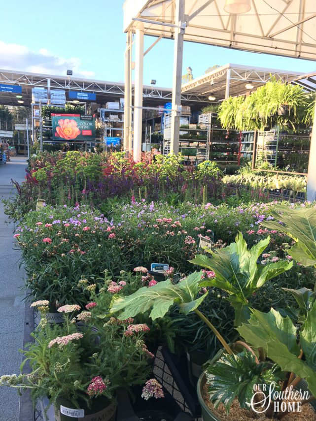 Monrovia Spring Plantings - Our Southern Home