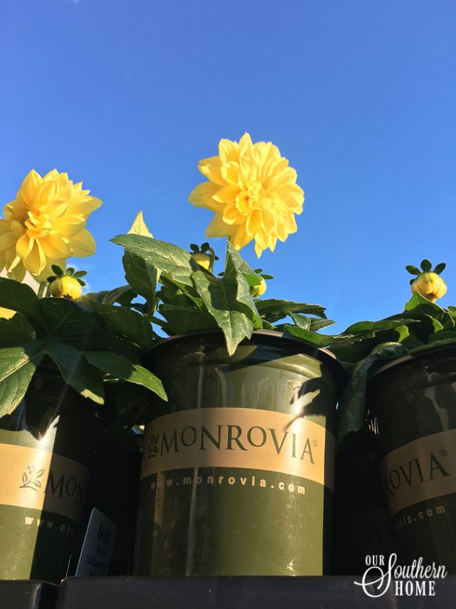 Monrovia Spring Plantings - Our Southern Home